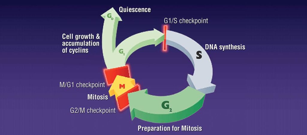 Understanding the Cellular Repair Process - Total Health Magazine